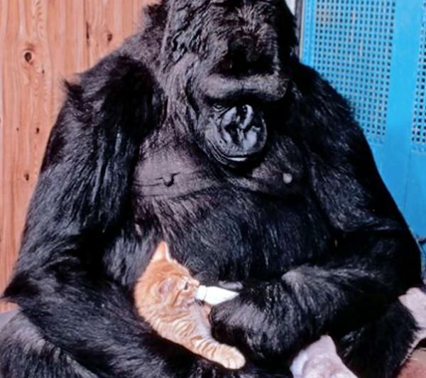 Esta imagen de Koko y el gatito que adoptó fue portada de la revista ...